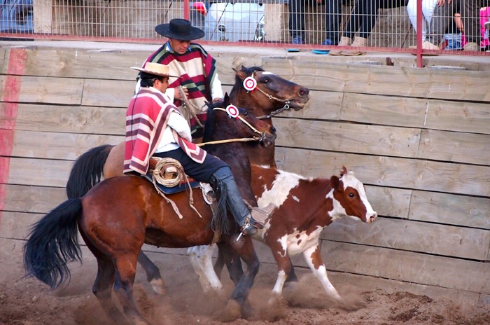 Presidente club de rodeo de Maipú: Los animalistas están en las ...